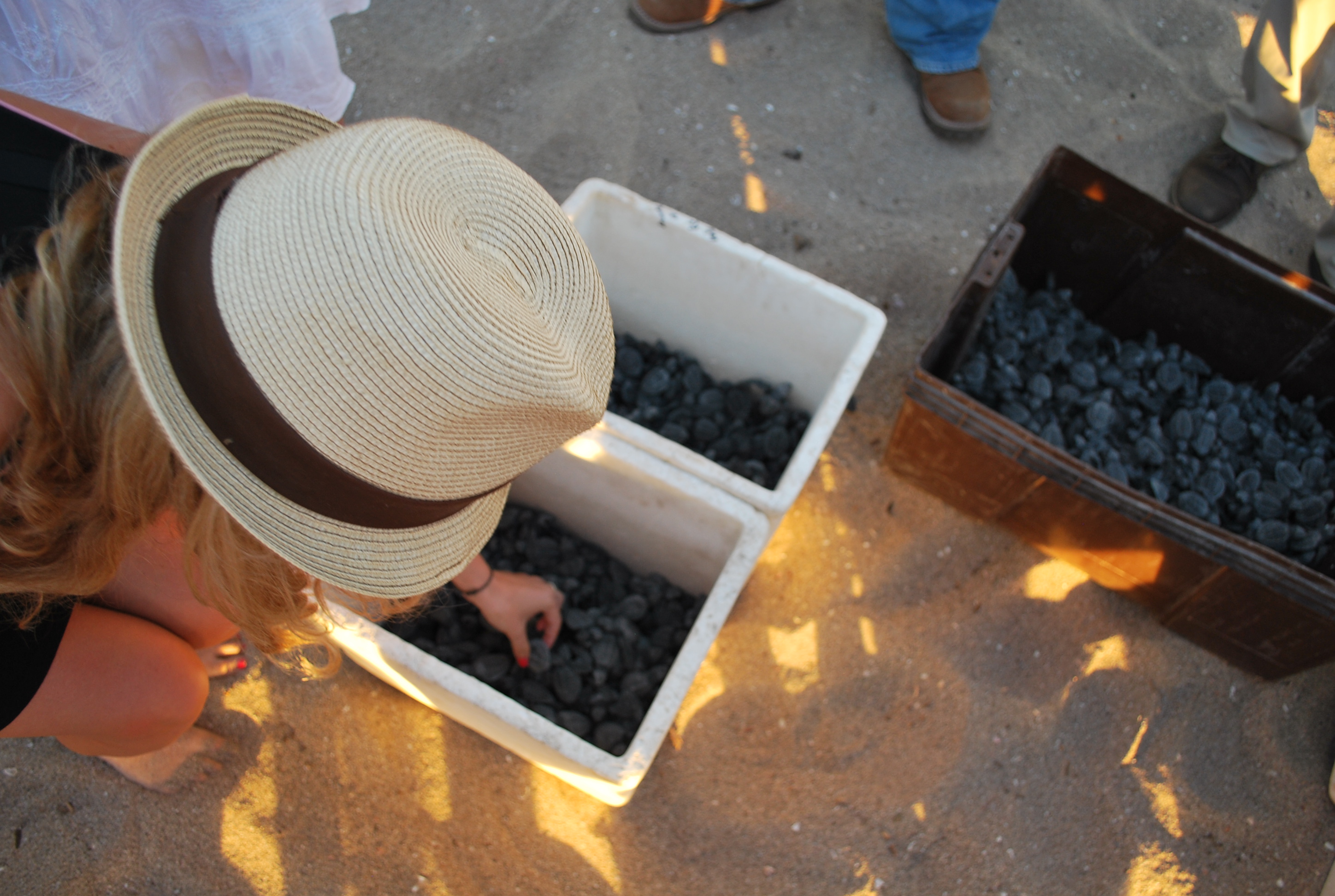 Albino Sea Turtle?! Meet Nimbus. – Photography + Science = Chanel